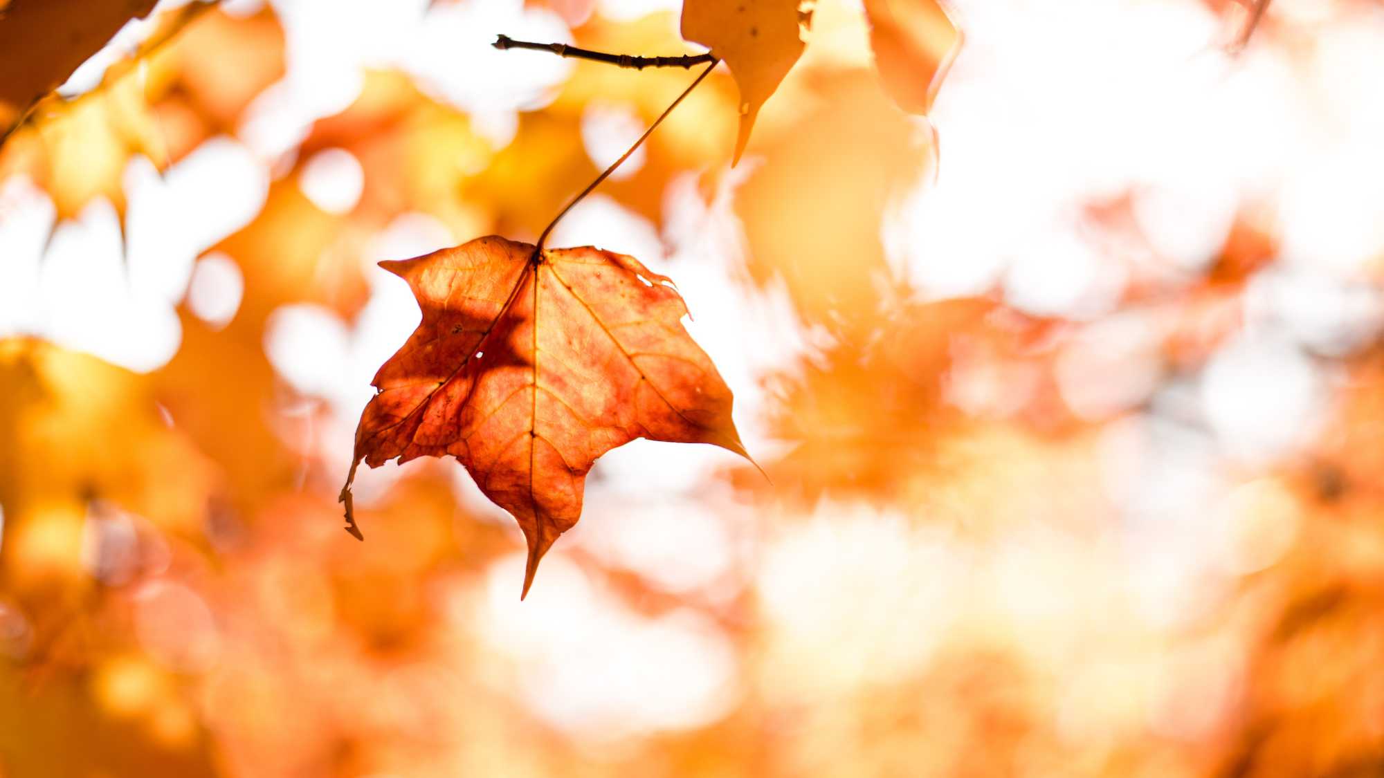 Learn About Fall in Chinese Medicine - at Cherry Blossom Healing Arts